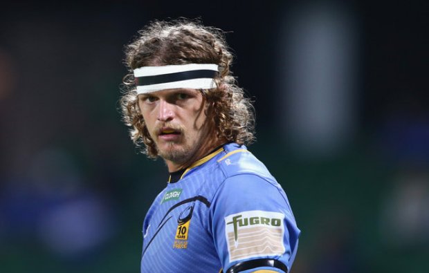 The Honey Badger is BACK! | Ultimate Rugby Players, News, Fixtures and ...